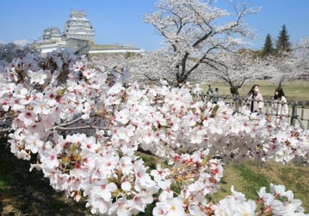 ピンクの帯まとう城郭 国宝姫路城のサクラ満開 | おでかけトピック | 兵庫おでかけプラス | 神戸新聞NEXT