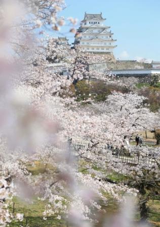 ピンクの帯まとう城郭 国宝姫路城のサクラ満開 | おでかけトピック | 兵庫おでかけプラス | 神戸新聞NEXT
