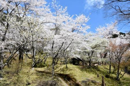 ネットで花見しませんか？ 丹波地域で見頃の桜紹介 | おでかけトピック | 兵庫おでかけプラス | 神戸新聞NEXT