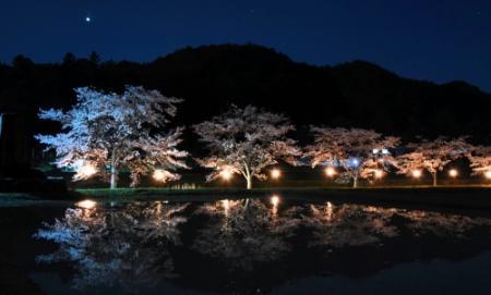 ネットで花見しませんか？ 丹波地域で見頃の桜紹介 | おでかけトピック | 兵庫おでかけプラス | 神戸新聞NEXT