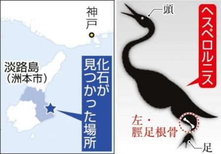 アジア初、淡路・洲本市で貴重な海鳥の化石発見 人と自然の博物館で展示へ | おでかけトピック | 兵庫おでかけプラス | 神戸新聞NEXT