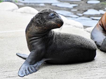 赤ちゃんアシカの名前決定へ28日まで投票 王子動物園 | おでかけトピック | 兵庫おでかけプラス | 神戸新聞NEXT