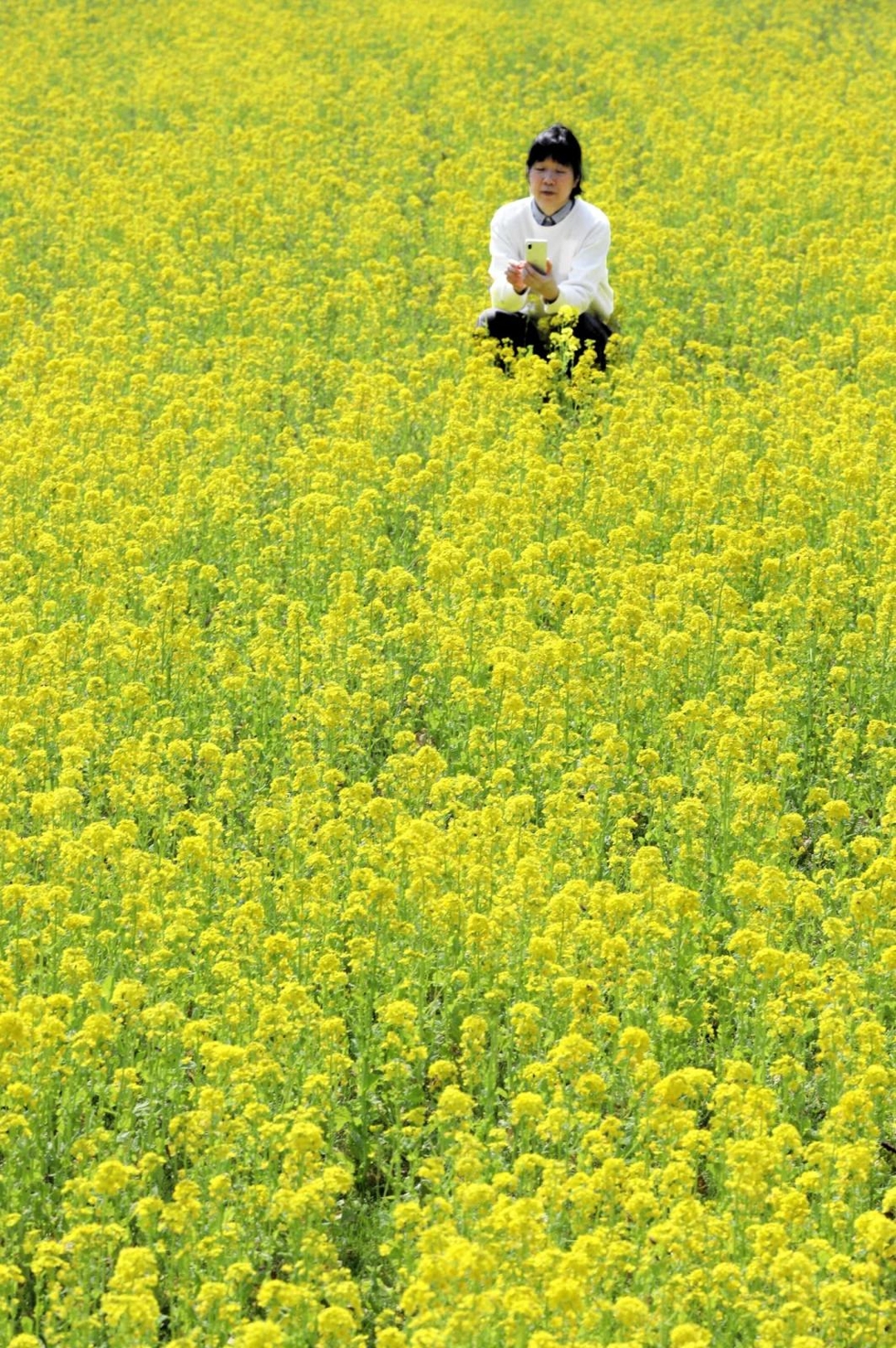 菜の花、1500平方m黄色に染め 香住で4月上旬まで見頃|但馬|神戸 菜の花、1500平方m黄色に染め 香住で4月上旬まで見頃|但馬|神戸