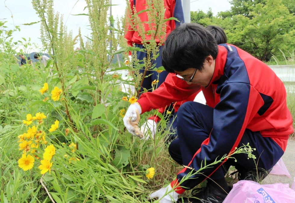 特定外来生物「オオキンケイギク」駆除に汗 氷上西高生や市内事業所社員ら 丹波市|丹波|神戸新聞NEXT